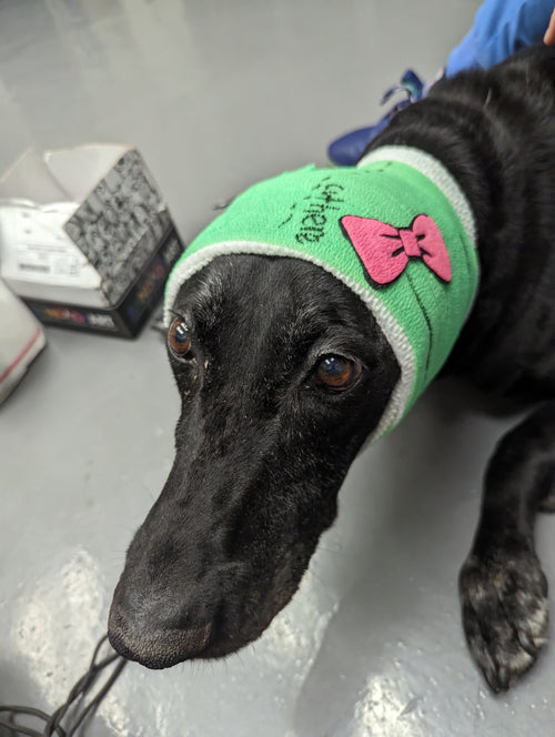 Aural Wraps – Brian's Bandages