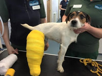 Traditional Robert-Jones Bandage – Brian's Bandages